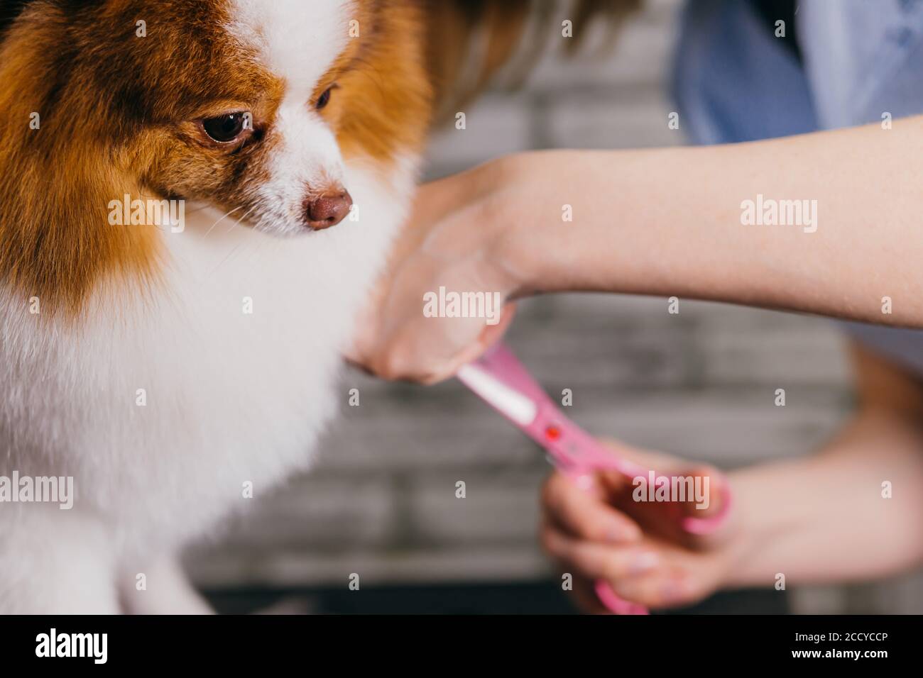 cute little dog at grooming salon, cutting claws of domestic animal ...