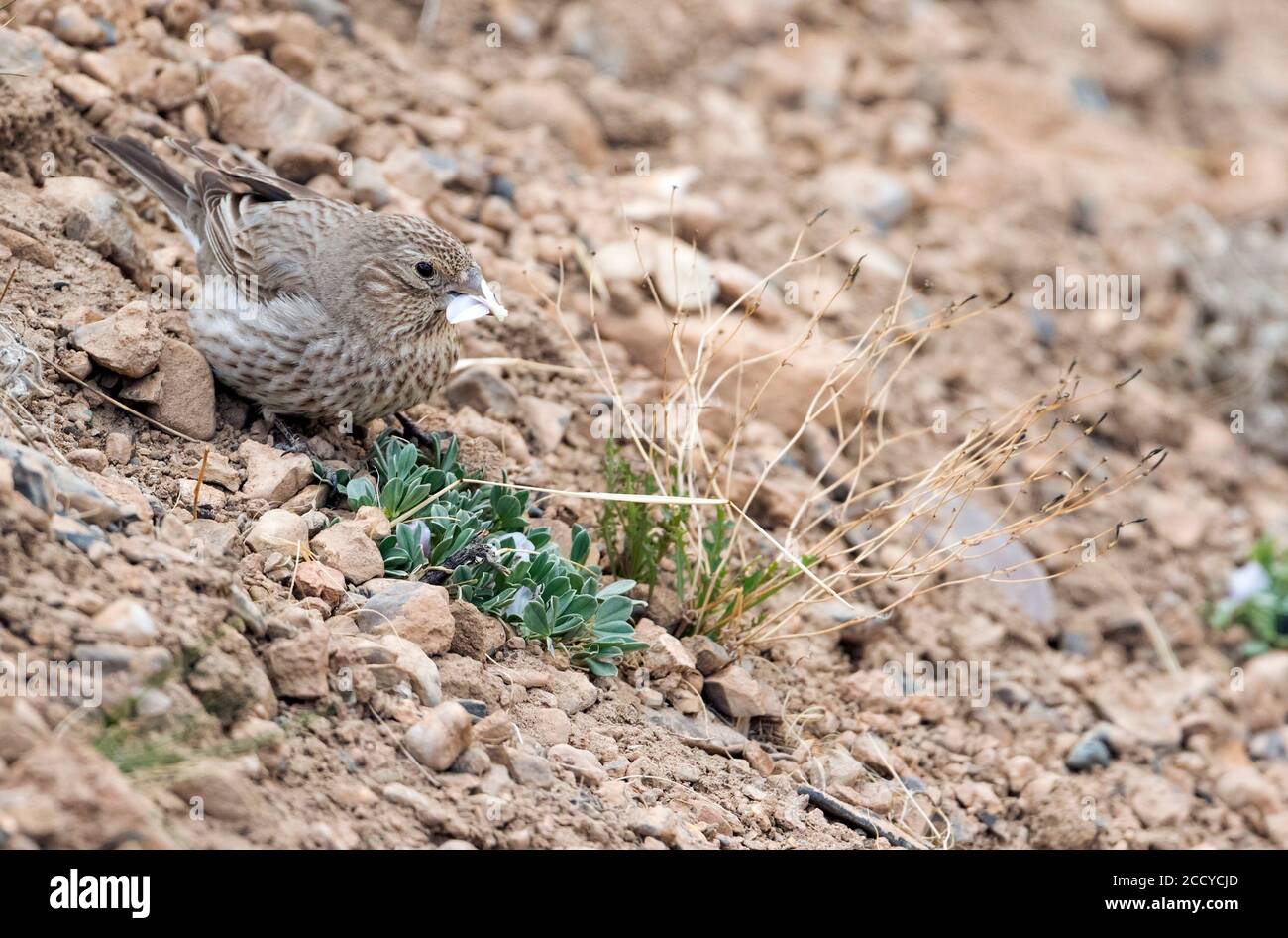 Great Rosefinch (Carpodacus rubicilla) adult female between rocks Stock ...