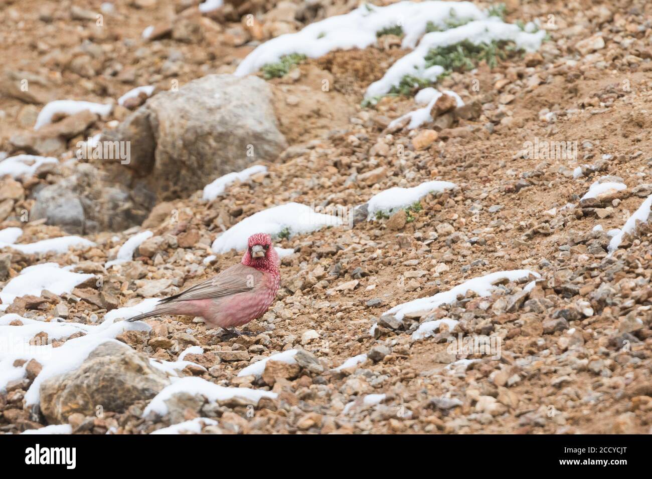 Great Rosefinch (Carpodacus rubicilla) adult male perched on a rocky ...
