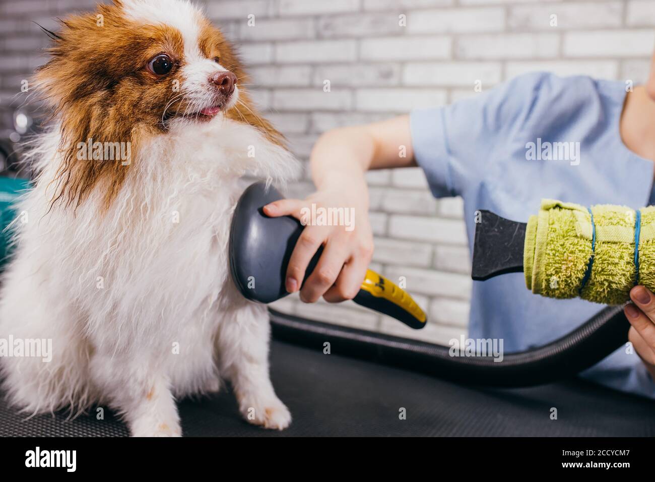 drying and combing wool of dog in grooming salon, professional groomer ...