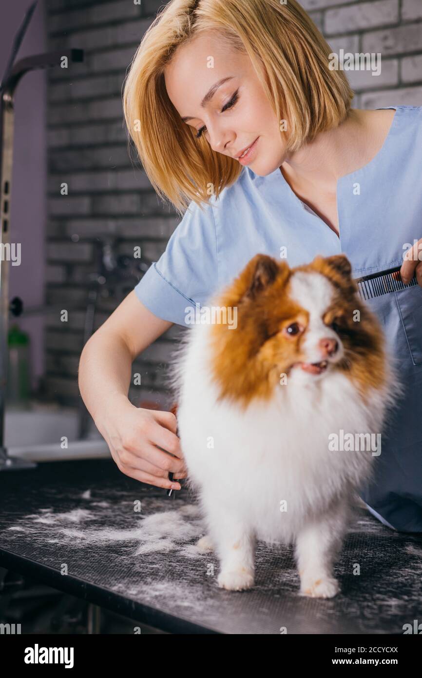female pet groomer washing, cleaning and cutting hair of spitz in ...