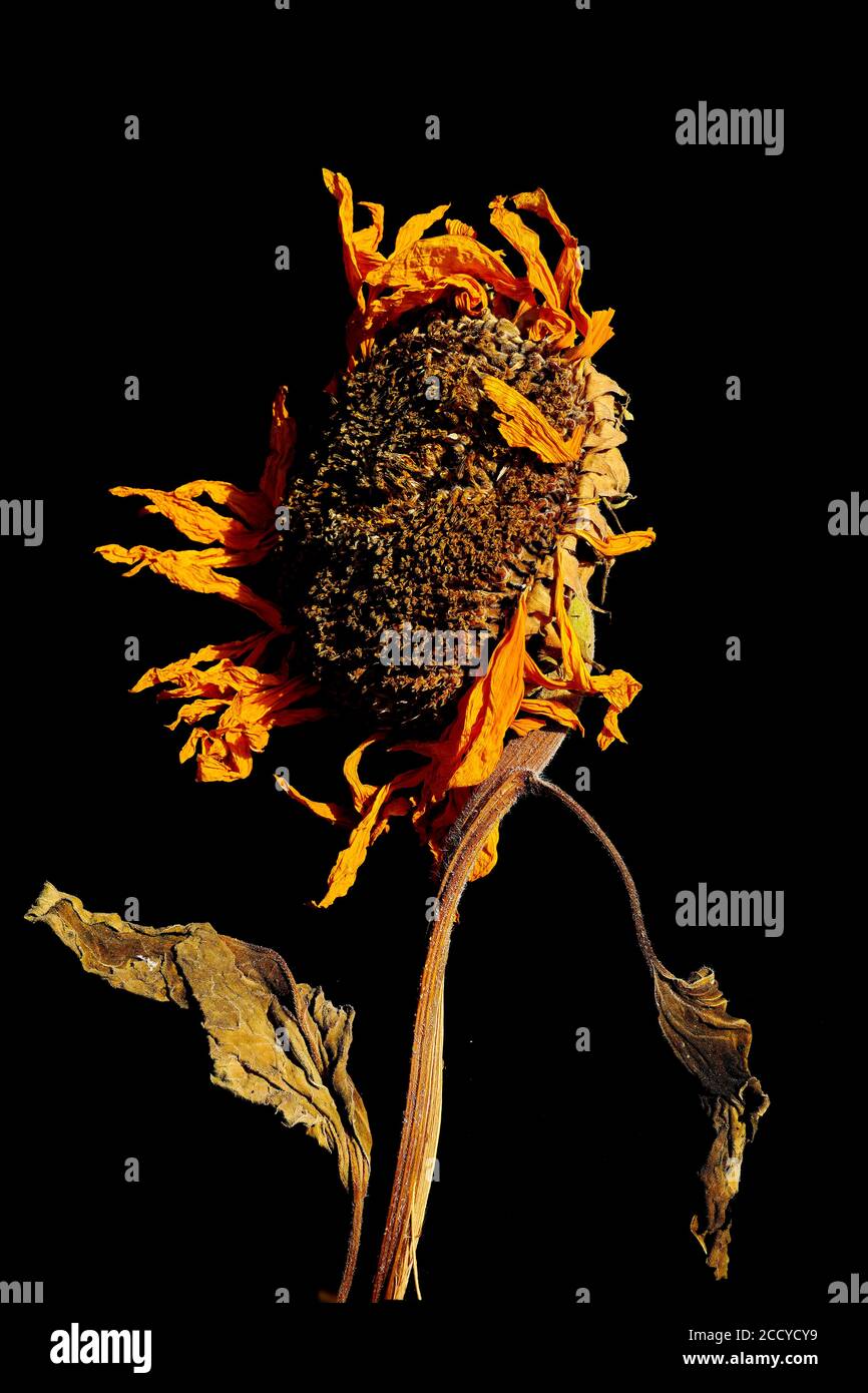 Wilt flower hi-res stock photography and images - Alamy