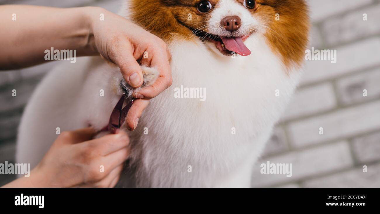 cute little dog at grooming salon, cutting claws of domestic animal ...