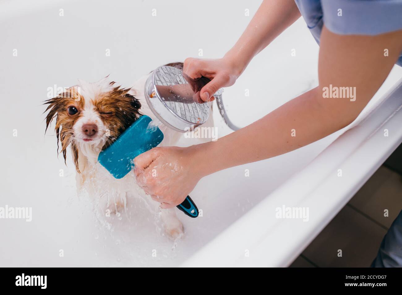 professional groomer carefully wash the dog in bath, before grooming ...