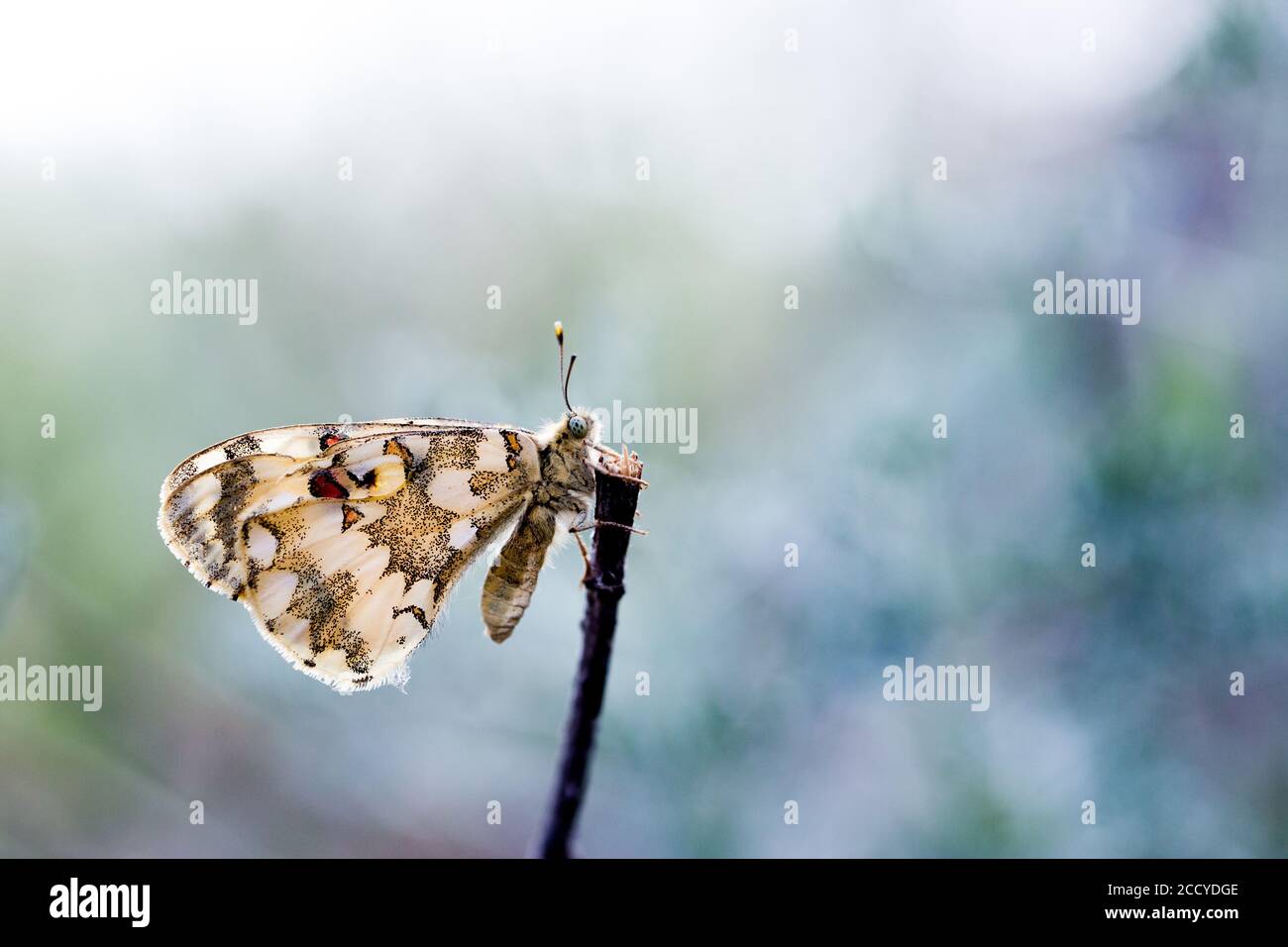 Imago of a resting Hypermnestra helios in Tajikistan,. Locally common ...