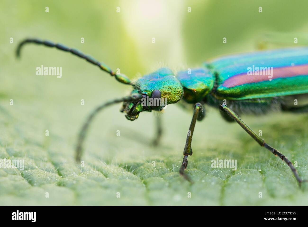 Spanish fly hi-res stock photography and images - Alamy