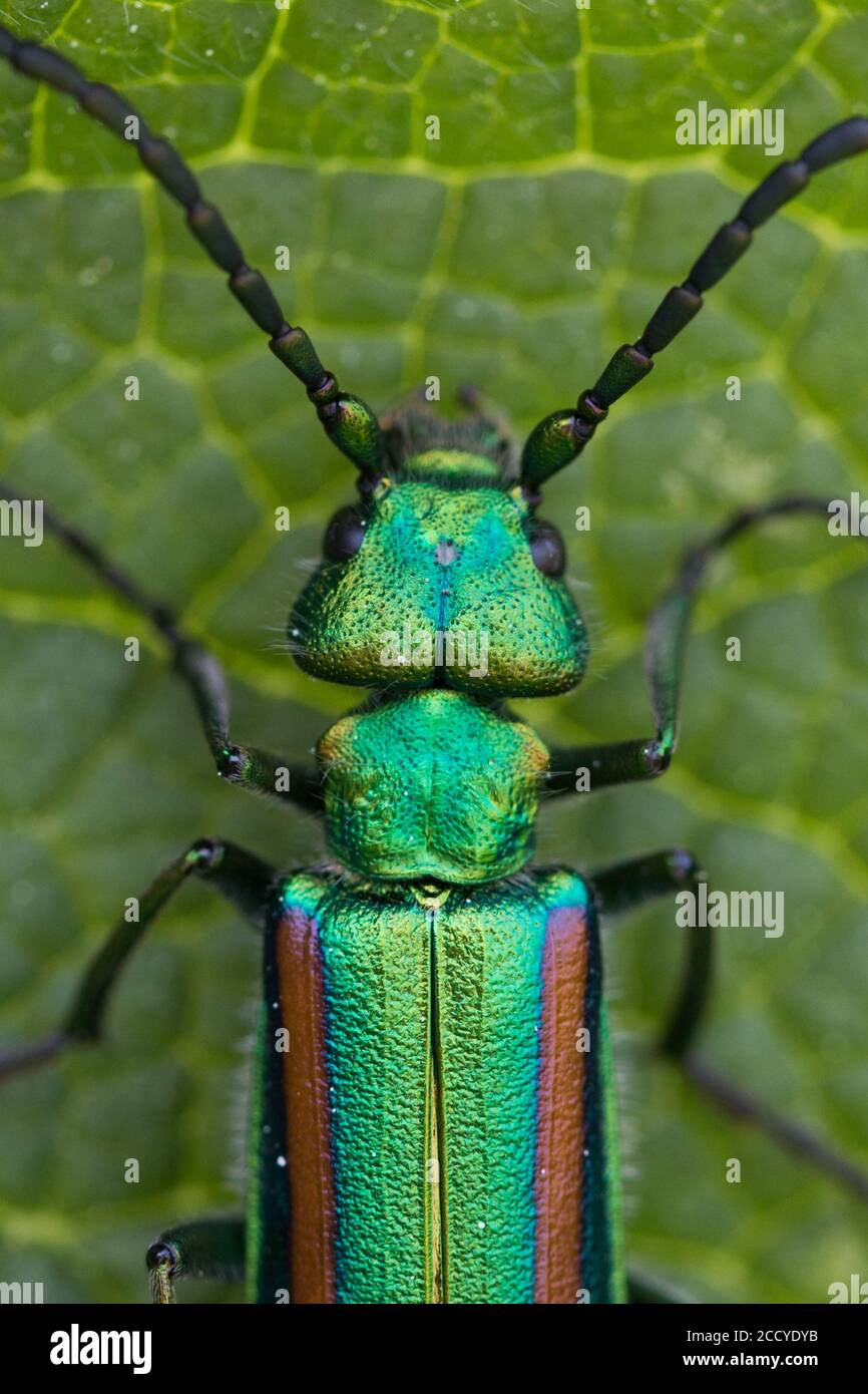 Spanish Fly (Lytta vesicatoria togata) resting on a green leaf in ...