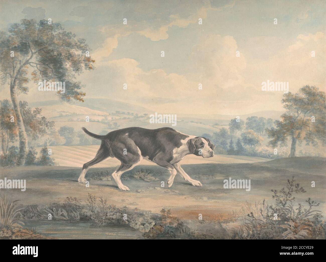 John Buckler - The Spanish Pointer Stock Photo - Alamy