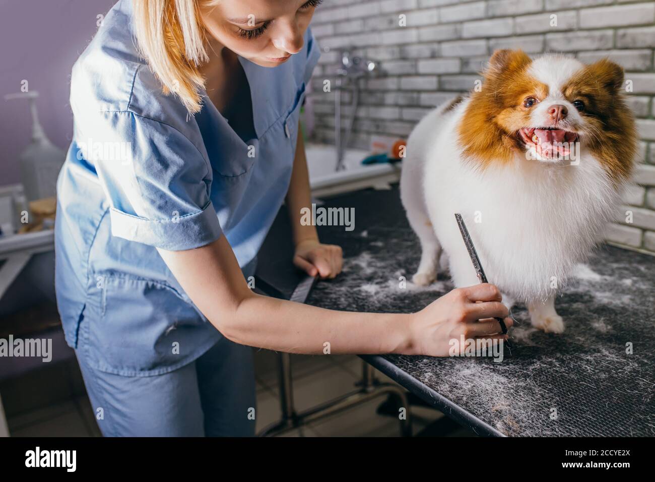 careful caucasian female groomer neatly handle with pet, domestic ...