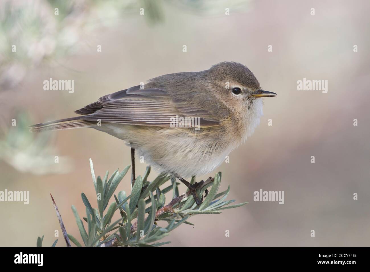 Mountain Chiffchaff (Phylloscopus sindianus ssp. sindianus) adult perched on a branch Stock ...