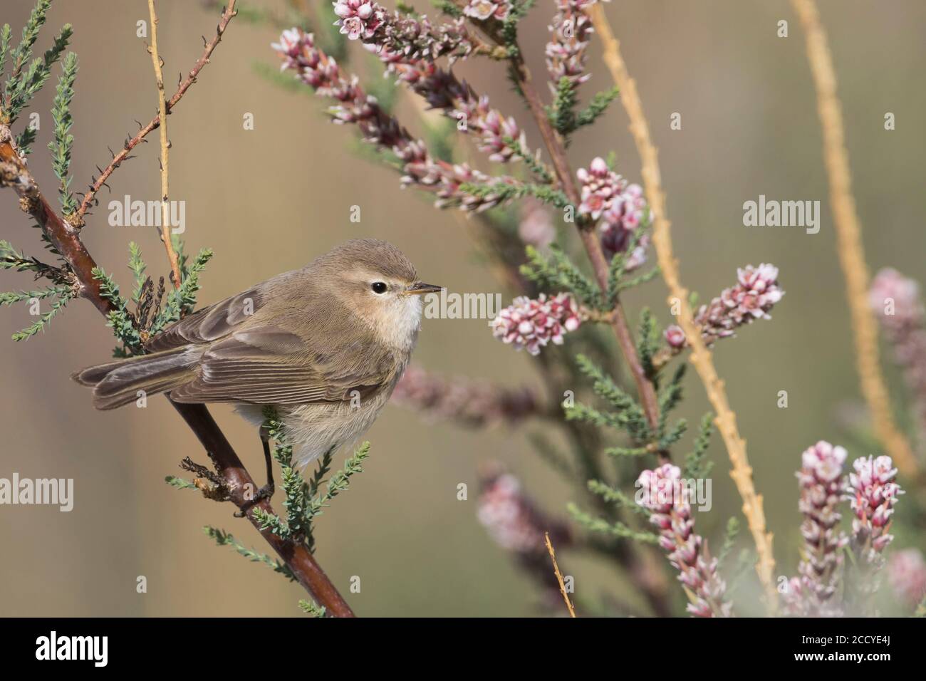 Mountain Chiffchaff (Phylloscopus sindianus ssp. sindianus) adult perched on a branch Stock ...