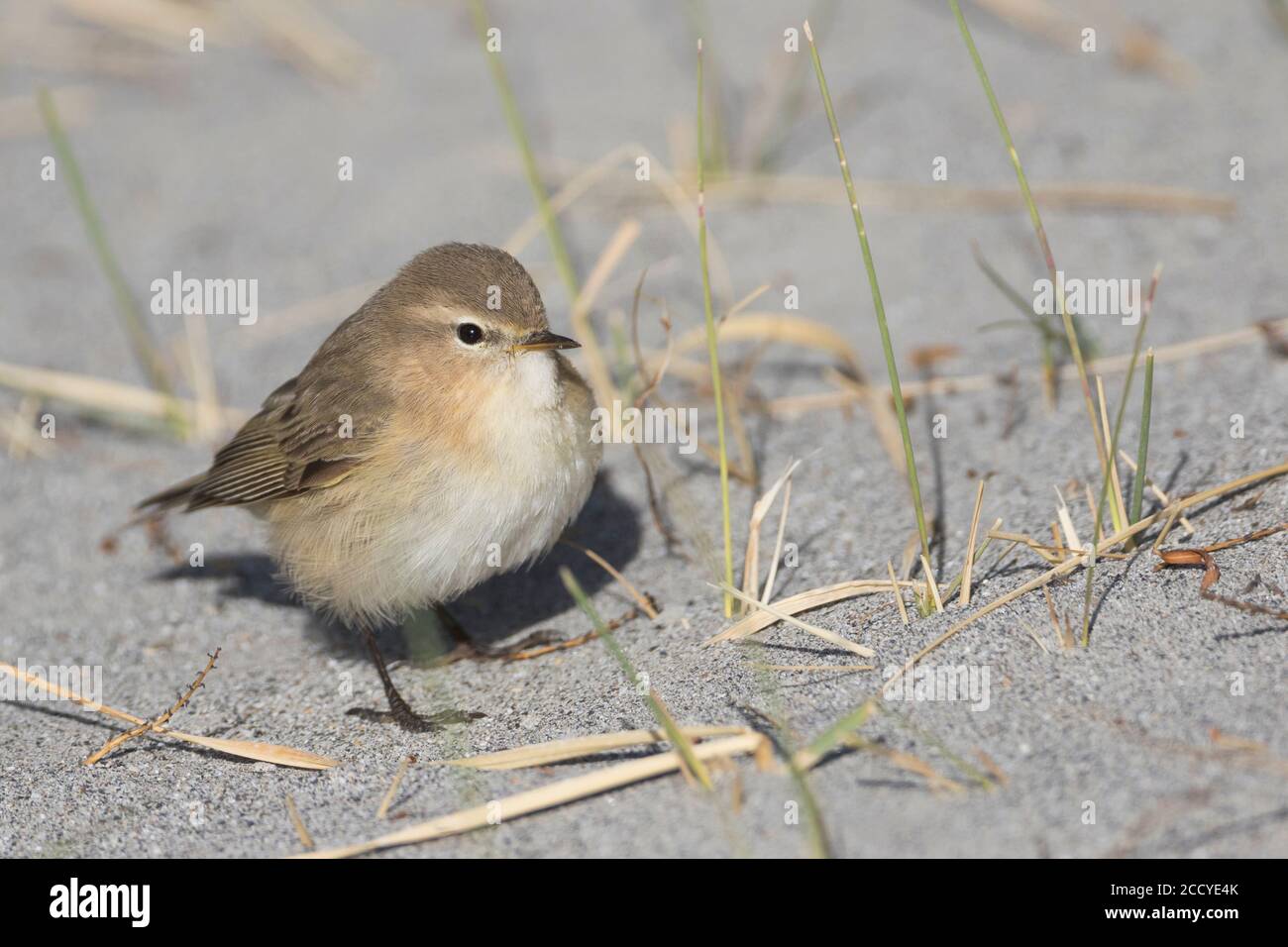 Mountain Chiffchaff