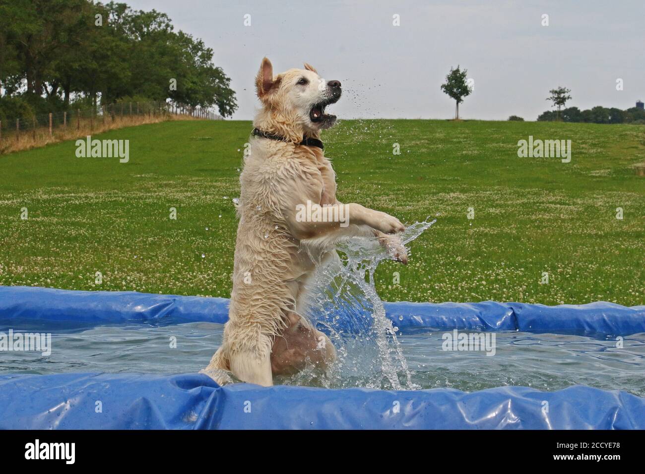Golden retriever in the pool Stock Photo - Alamy