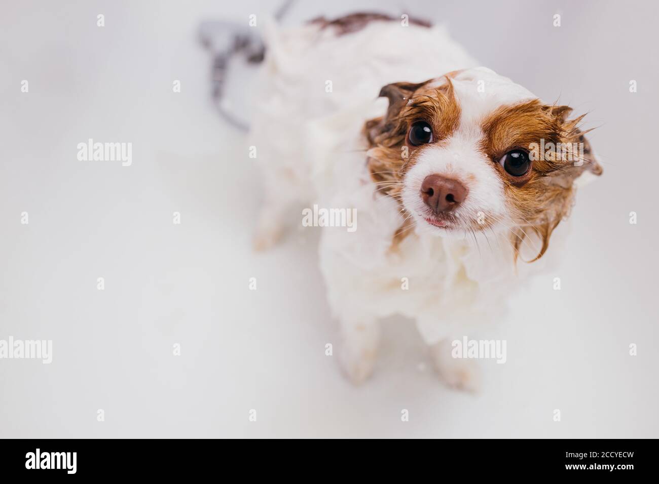Why Are Dogs Afraid Of Having Baths