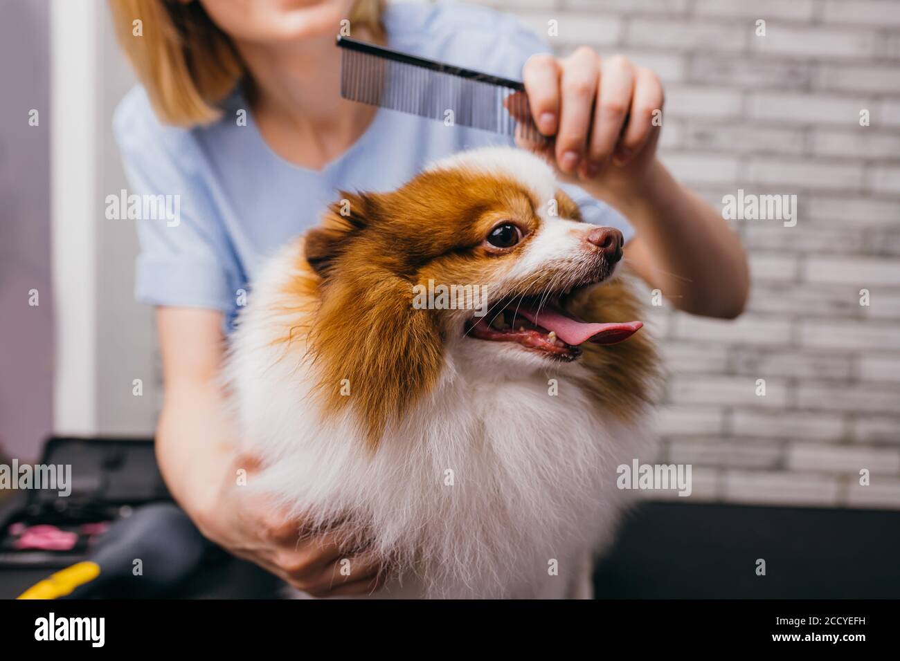 adorable little dog pet in grooming salon, sweet spitz calmly go ...