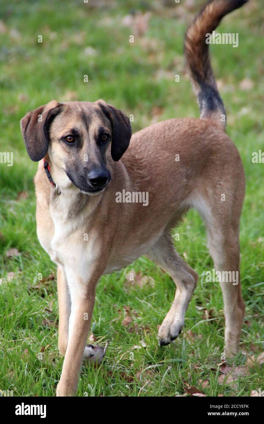 Vertical shot of a brown cur dog playing in a park at daytime Stock ...