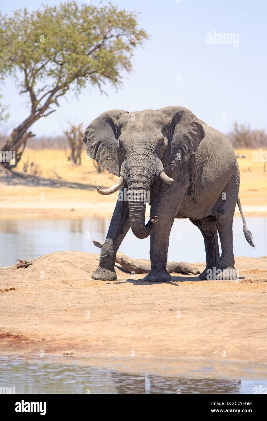 Africa acacia tree elephant hi-res stock photography and images - Alamy