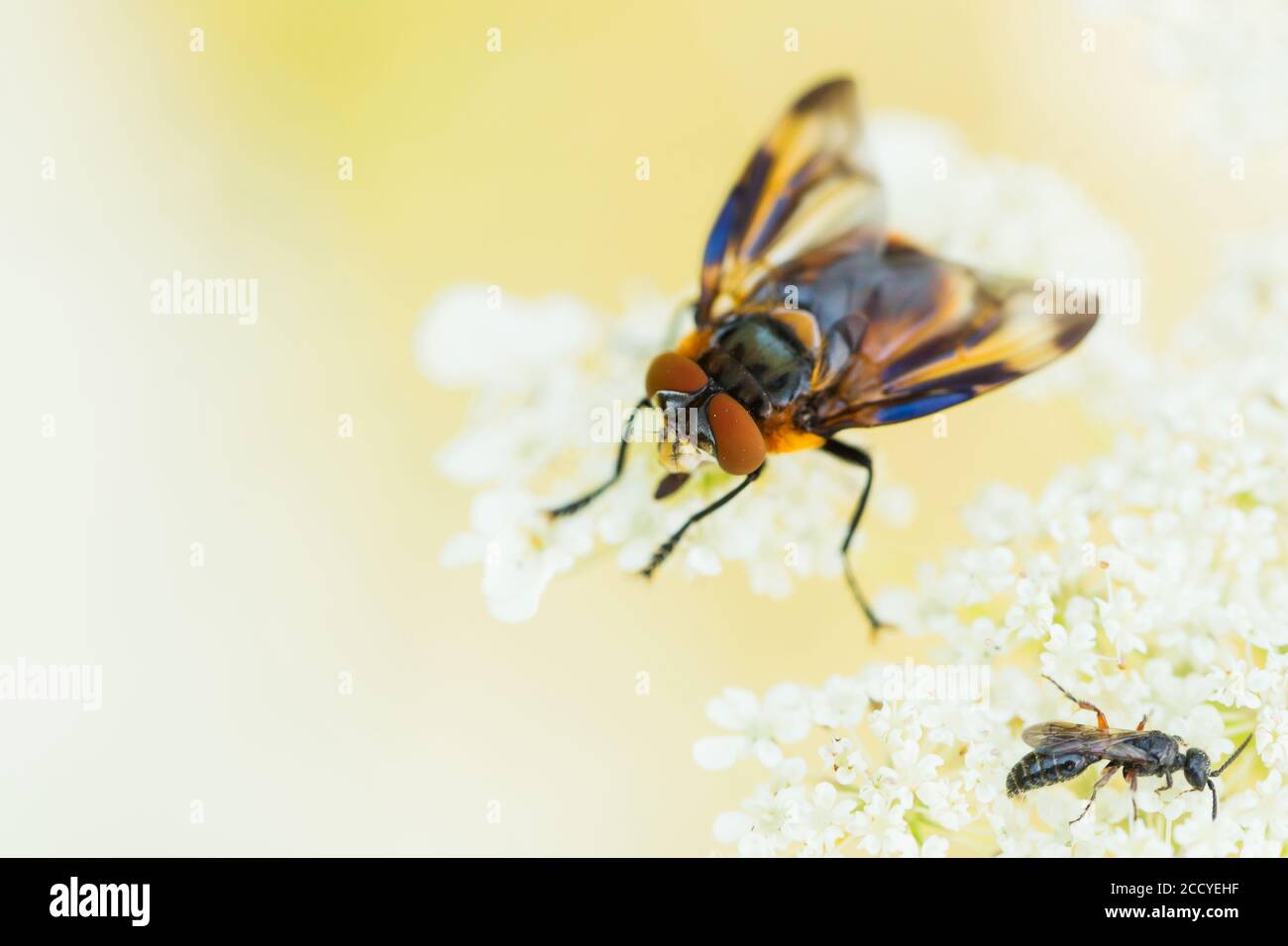 Phasia hemiptera hi-res stock photography and images - Alamy