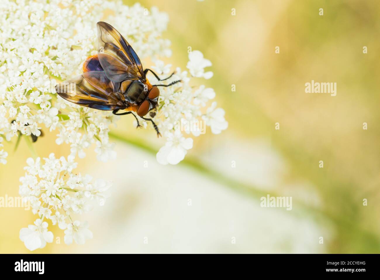 Phasia hemiptera hi-res stock photography and images - Alamy
