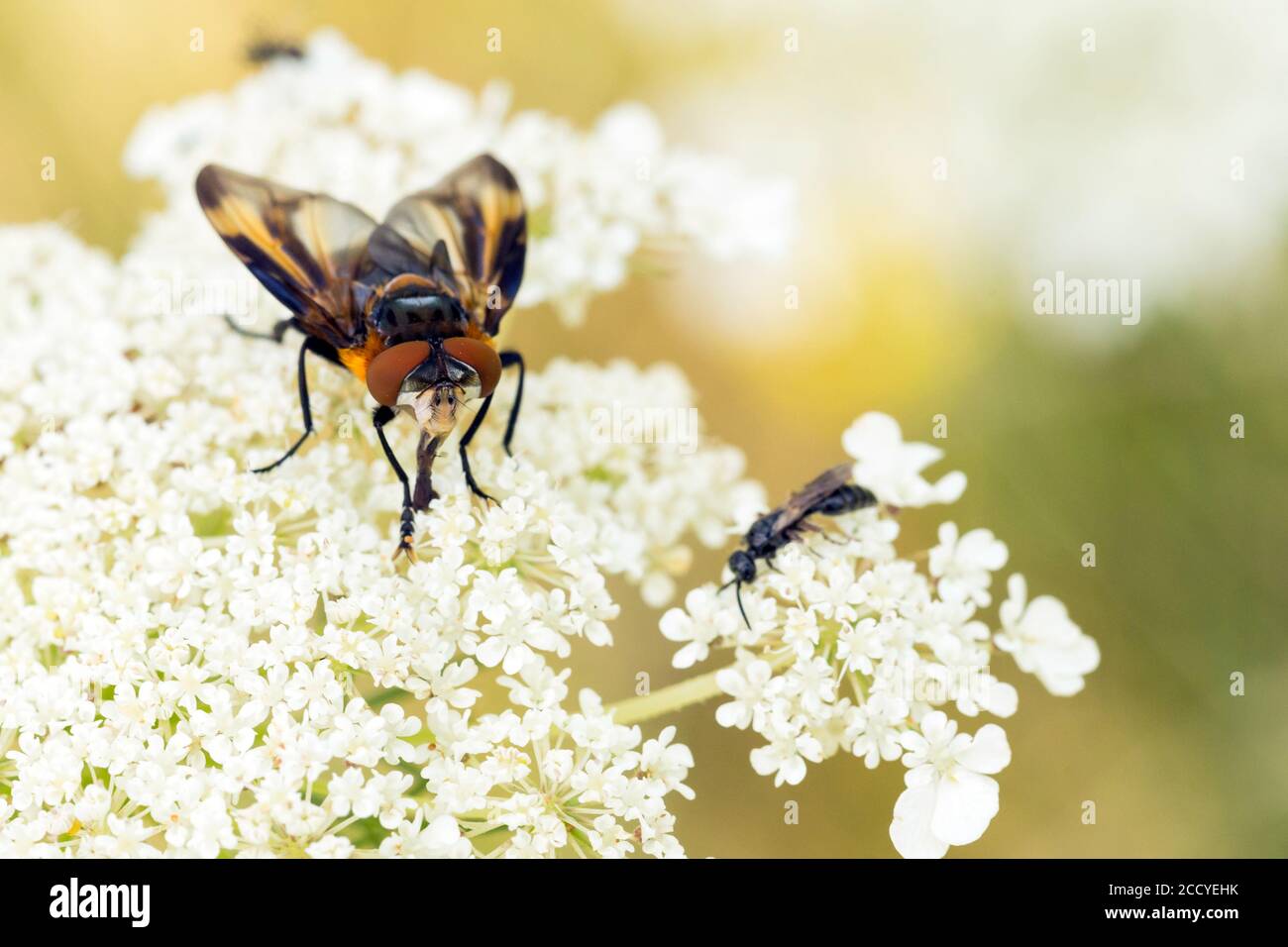 Phasia hemiptera hi-res stock photography and images - Alamy