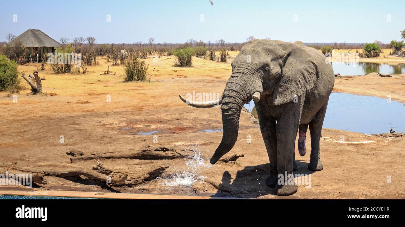 Large Bull Elephant splashing water while standing on the African ...