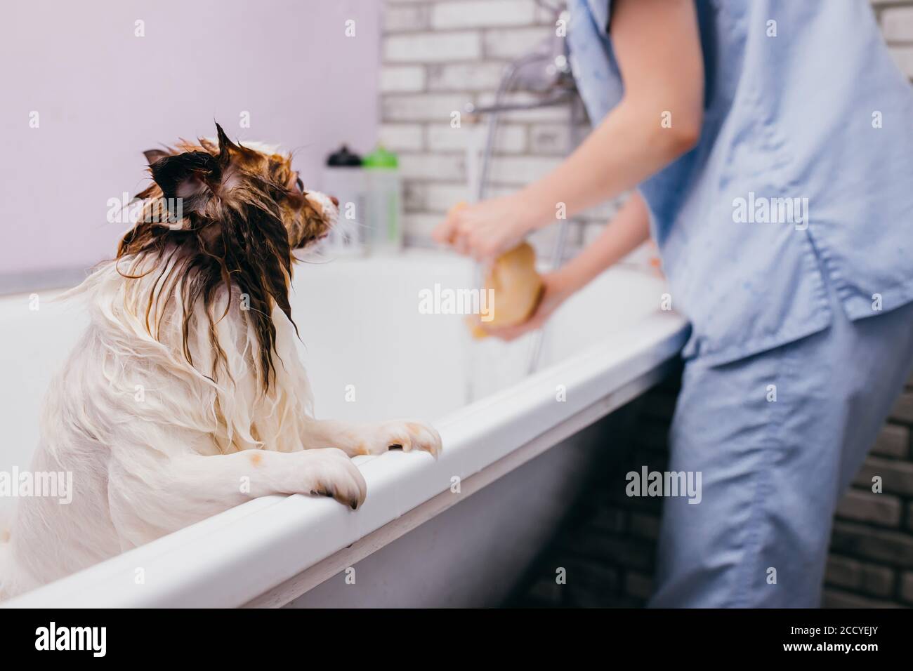 Groomer instruments hi-res stock photography and images - Alamy