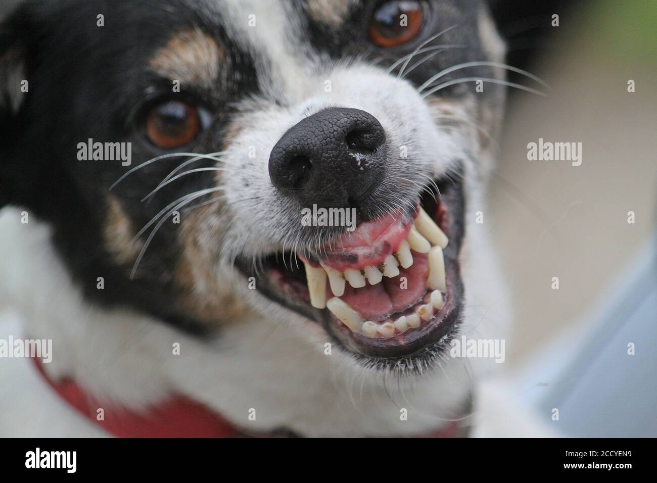Terrier dog showing teeth hi-res stock photography and images - Alamy