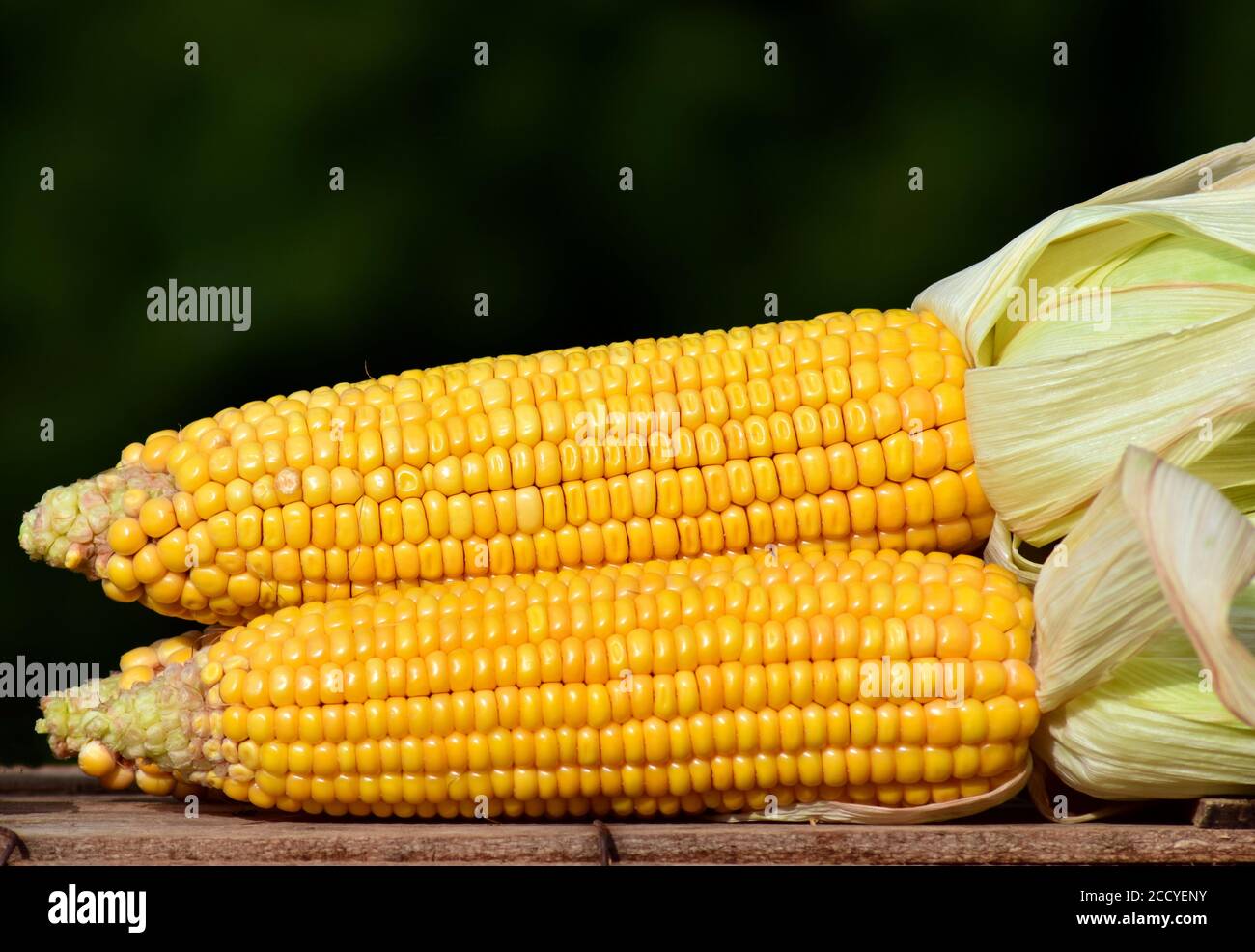 Ear of corn dried hi-res stock photography and images - Alamy