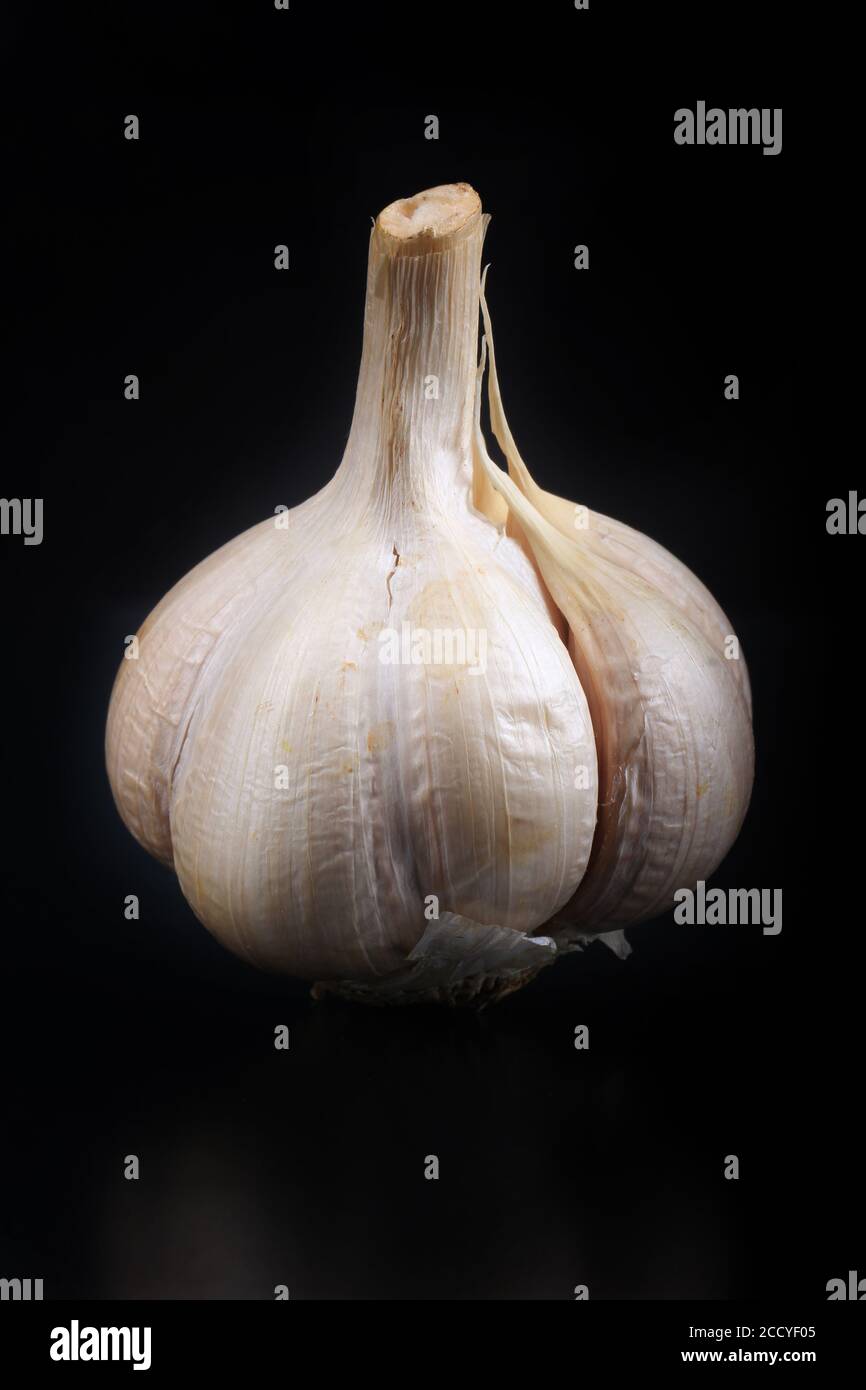 Portrait of single garlic with a glass mat on black background. One ...
