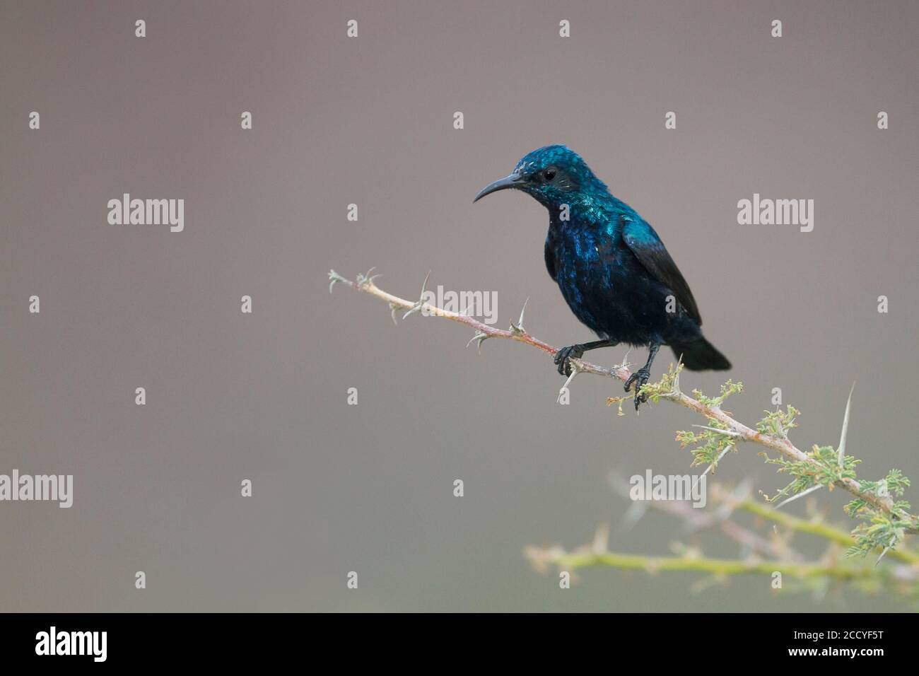 Purple Sunbird (Cinnyris asiaticus) Oman, adult, male Stock Photo - Alamy