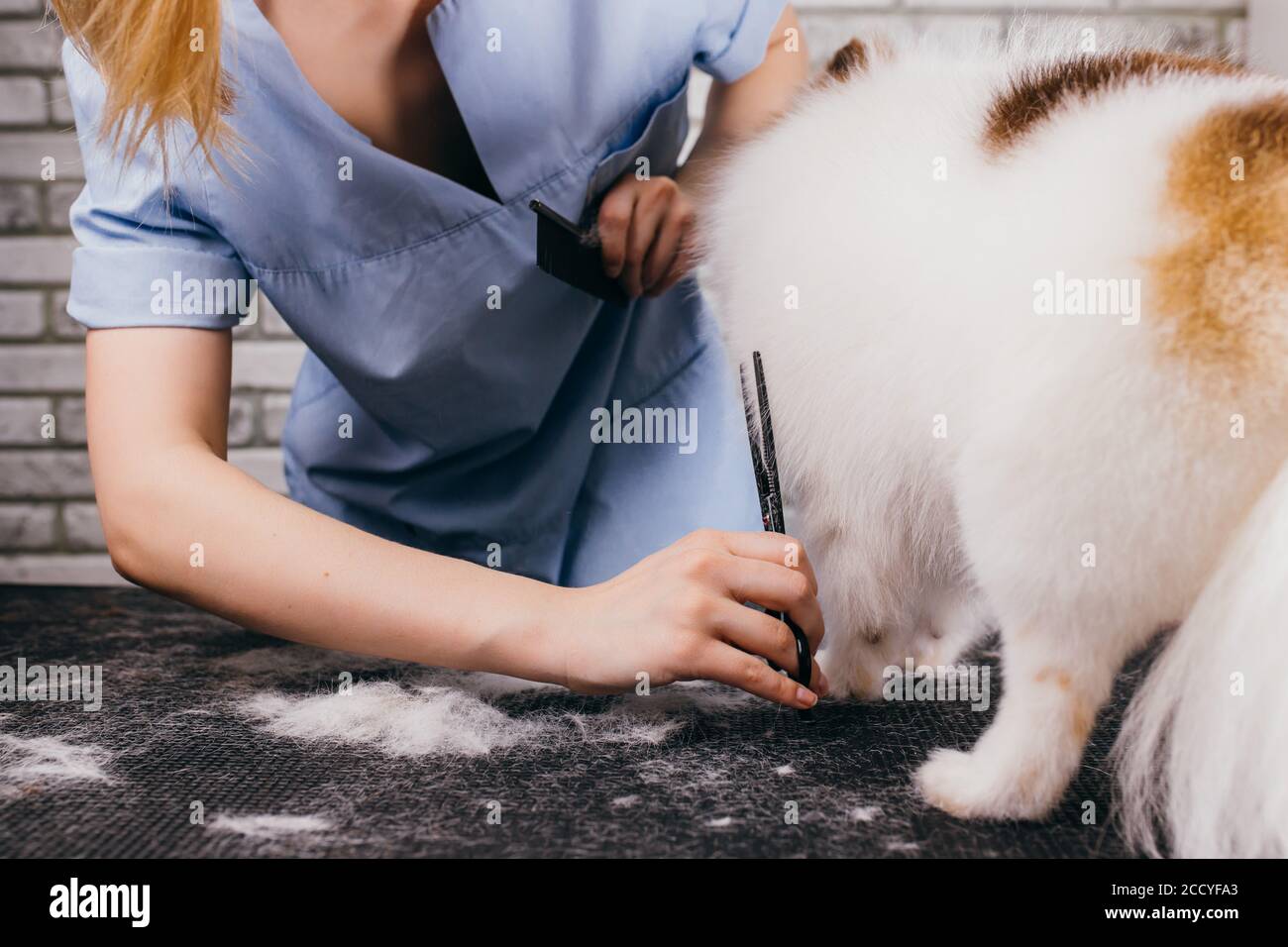 calm adorable spitz at grooming procedure, get hair cut by professional ...