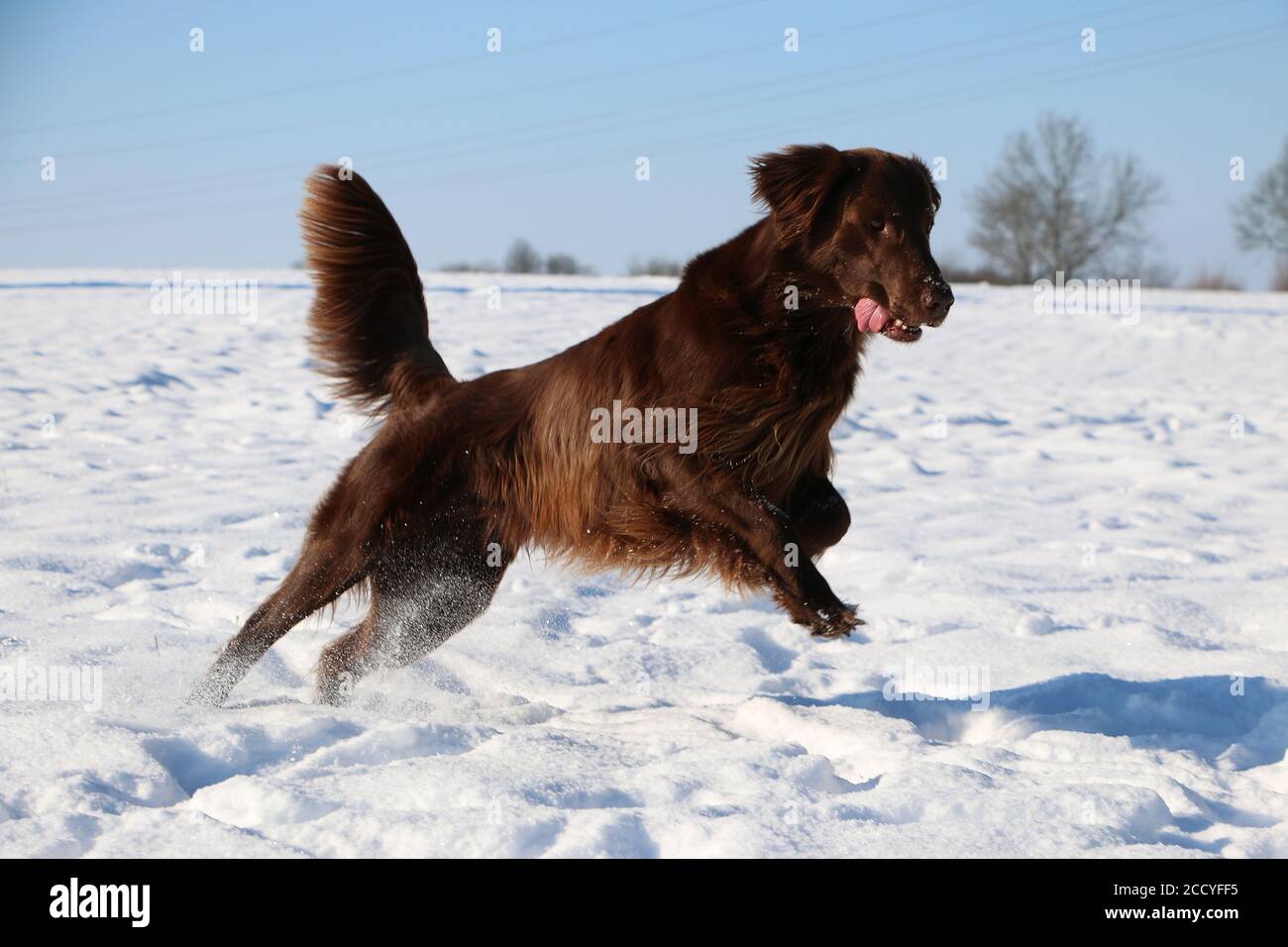 Brown flat-coated retriever has fun in the snow Stock Photo - Alamy