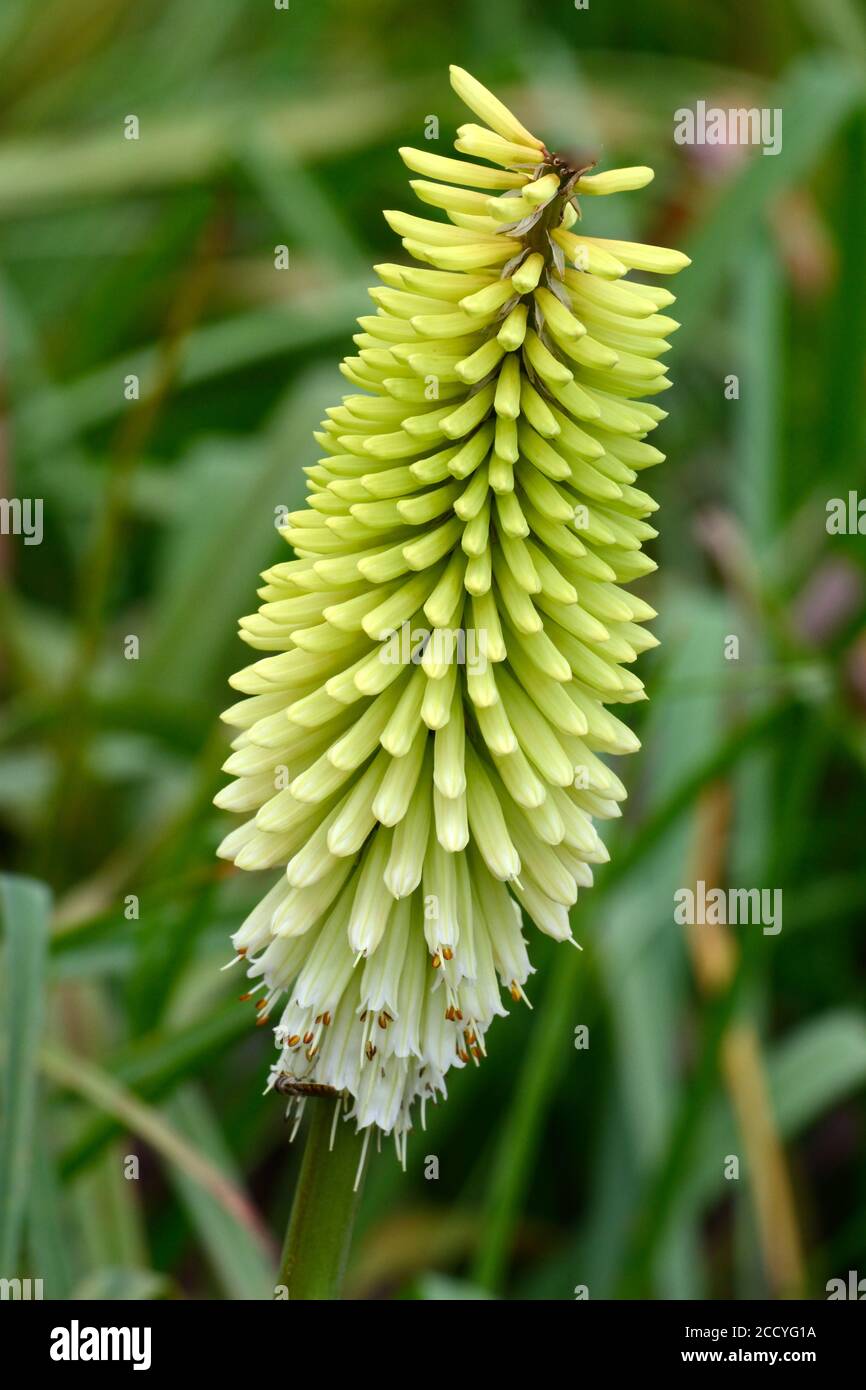 Upright flower spikes hi-res stock photography and images - Alamy