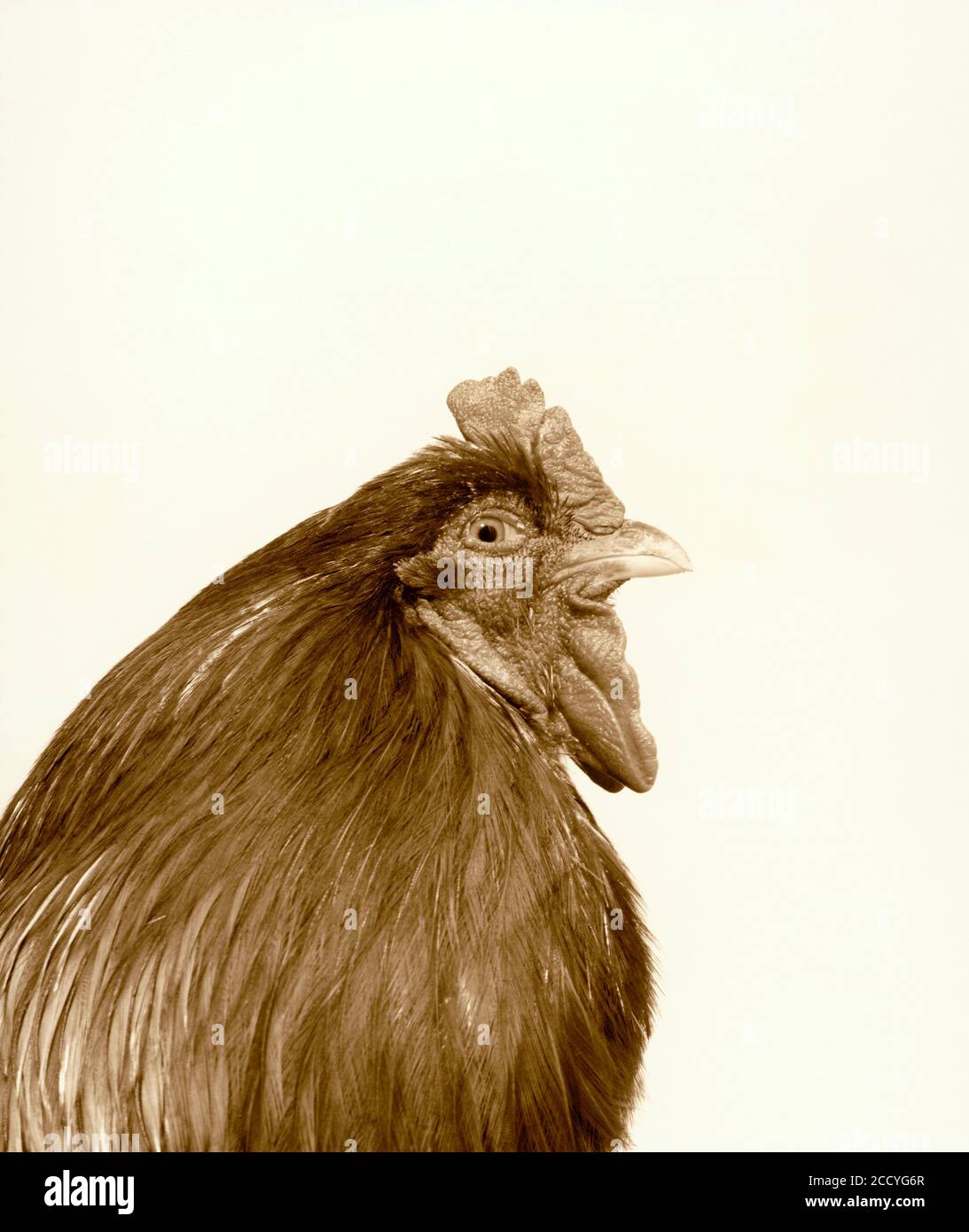 Guernsey. Agriculture. Poultry. Side view close up of hen's head Stock ...