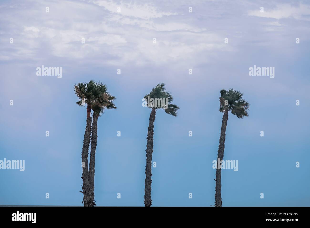 Palm trees on the empty beach at San Juan, Alicante, Spain Stock Photo ...