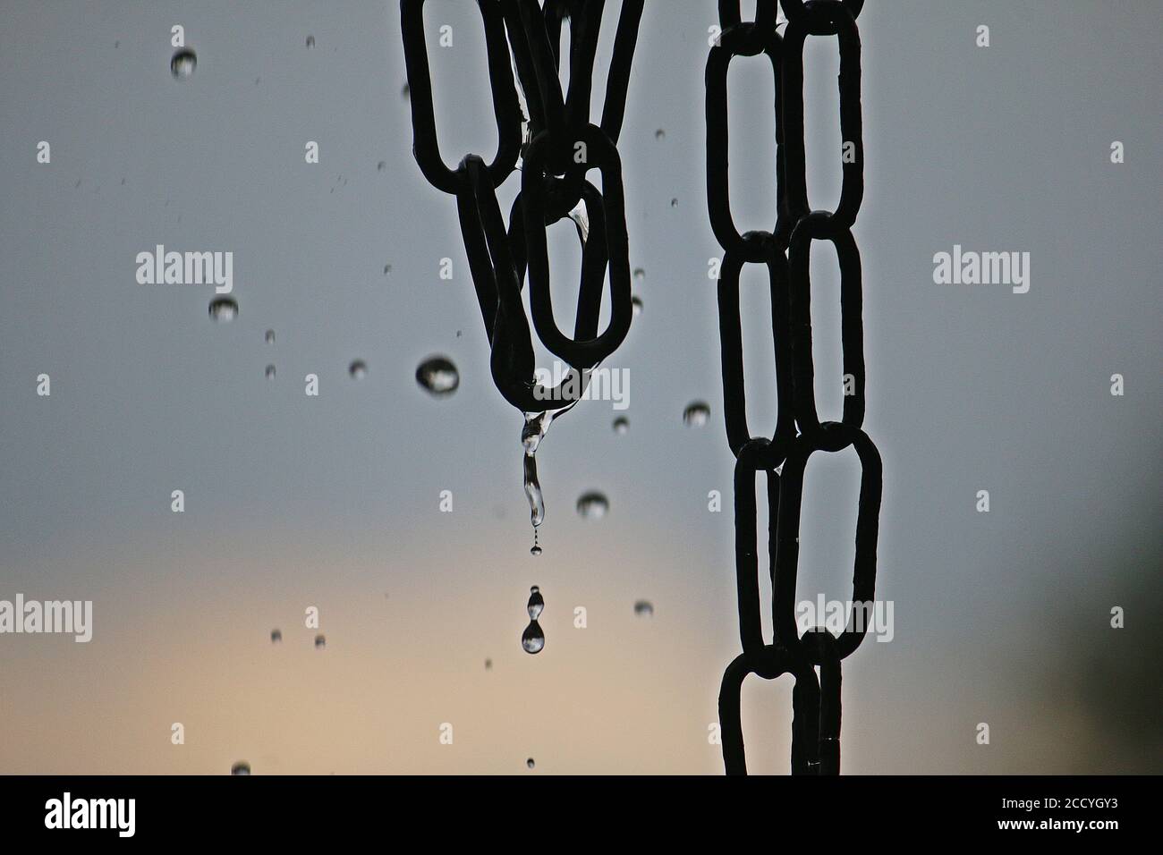 Rain is falling from a rain chain in the garden Stock Photo - Alamy