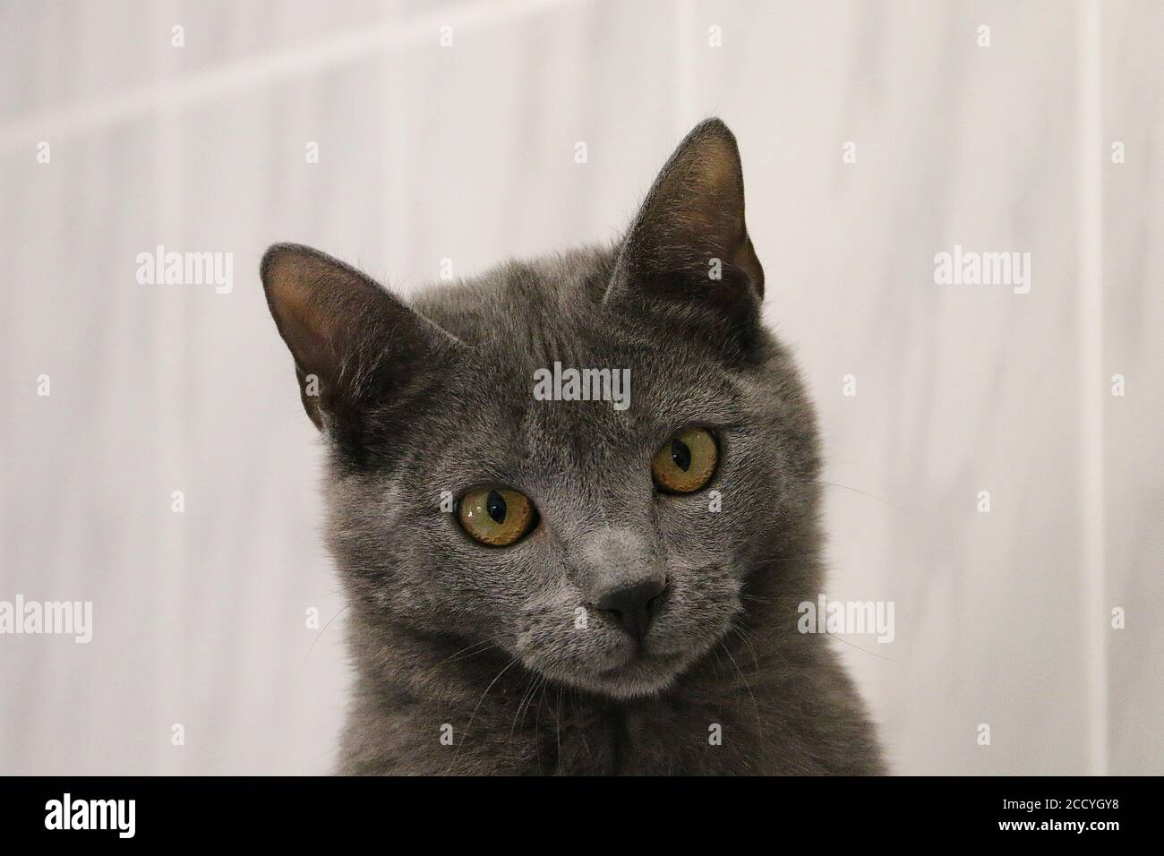 Beautiful small grey kitten is looking into the camera Stock Photo - Alamy