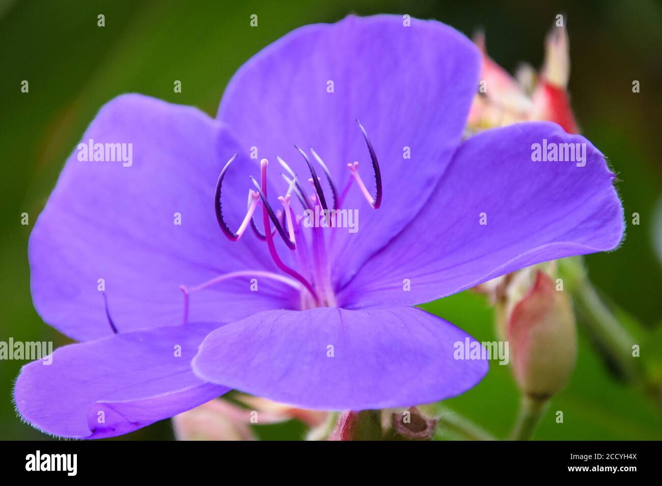 Flowers up close Stock Photo - Alamy