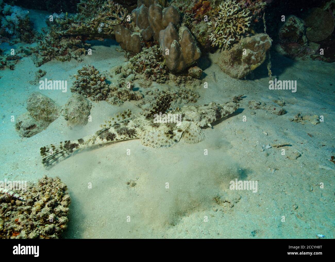 Crocodilefish, Papilloculiceps longiceps, on sandy sea floor, Red Sea ...