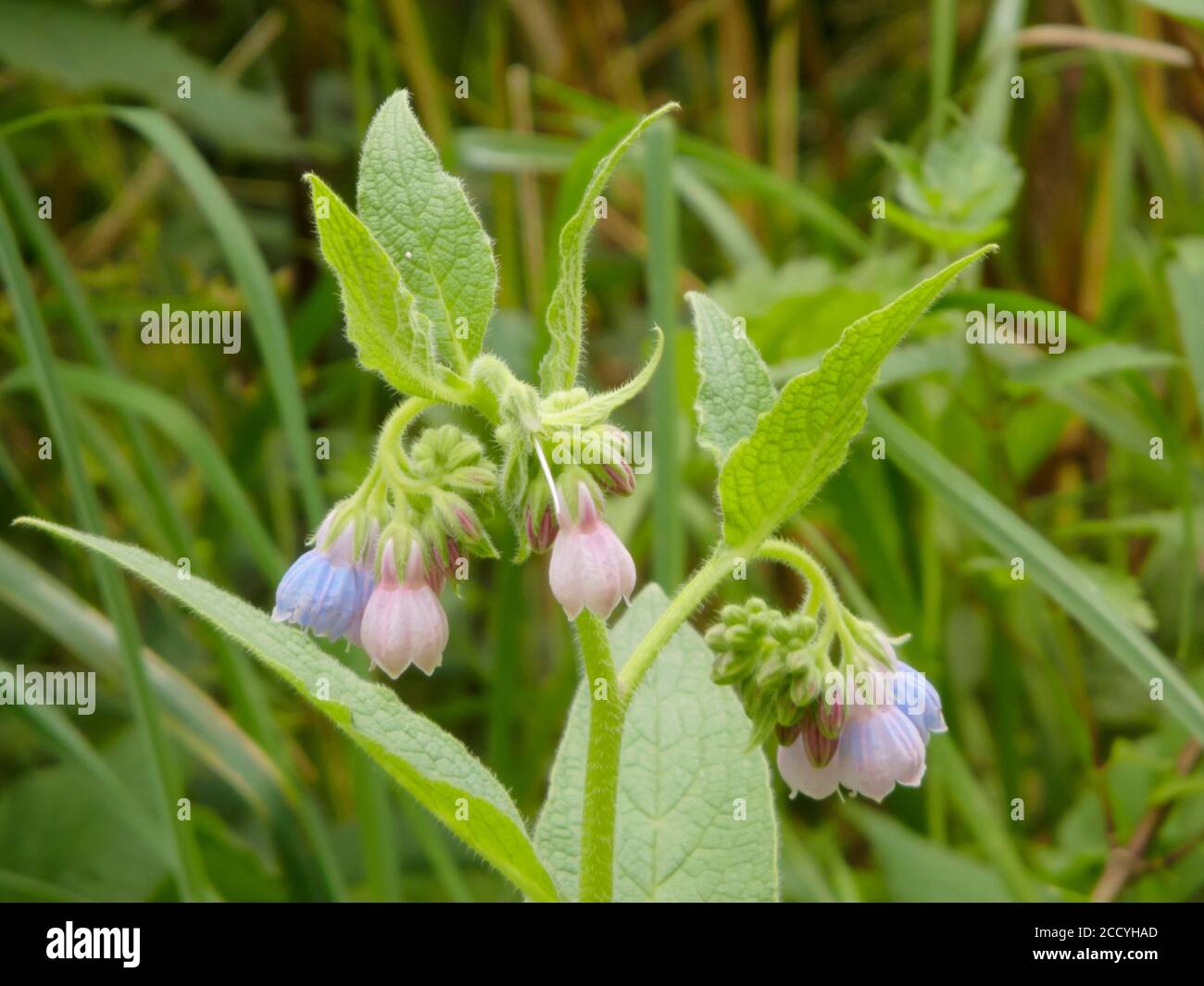 Comfrey wild flower hi-res stock photography and images - Alamy