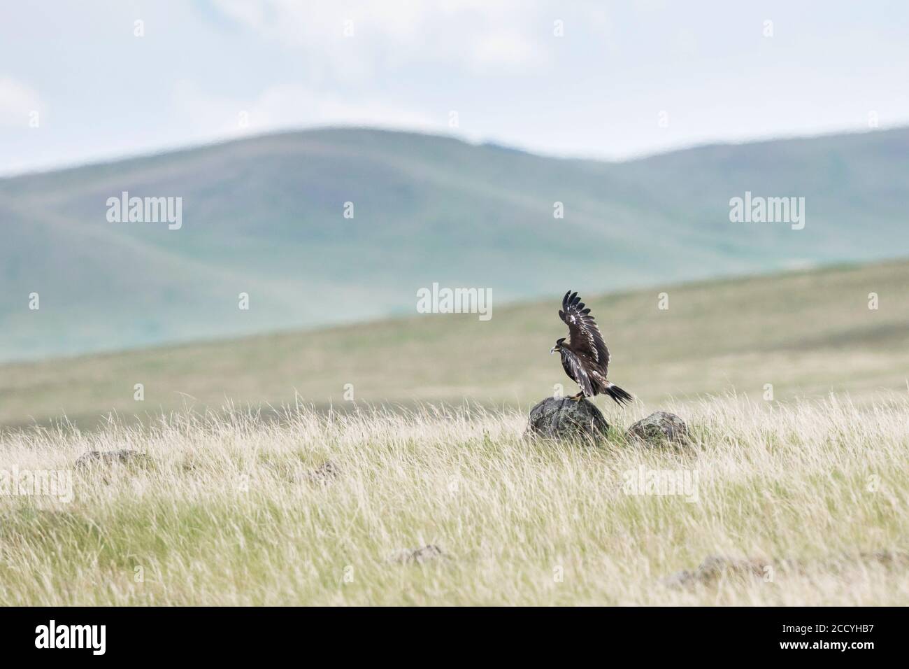 Second year Greater Spotted Eagle (Aquila clanga) in steppes of Russia ...