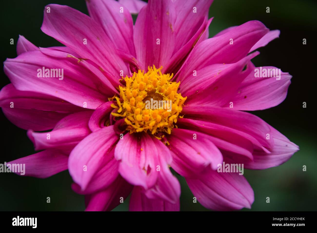 Flowers up close Stock Photo - Alamy