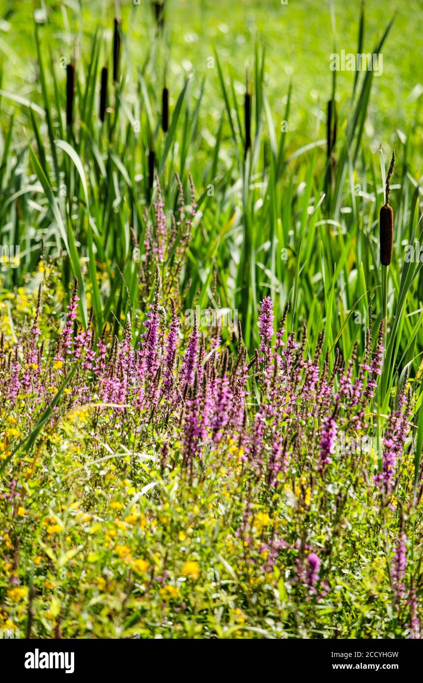 Ditch weed hi-res stock photography and images - Alamy