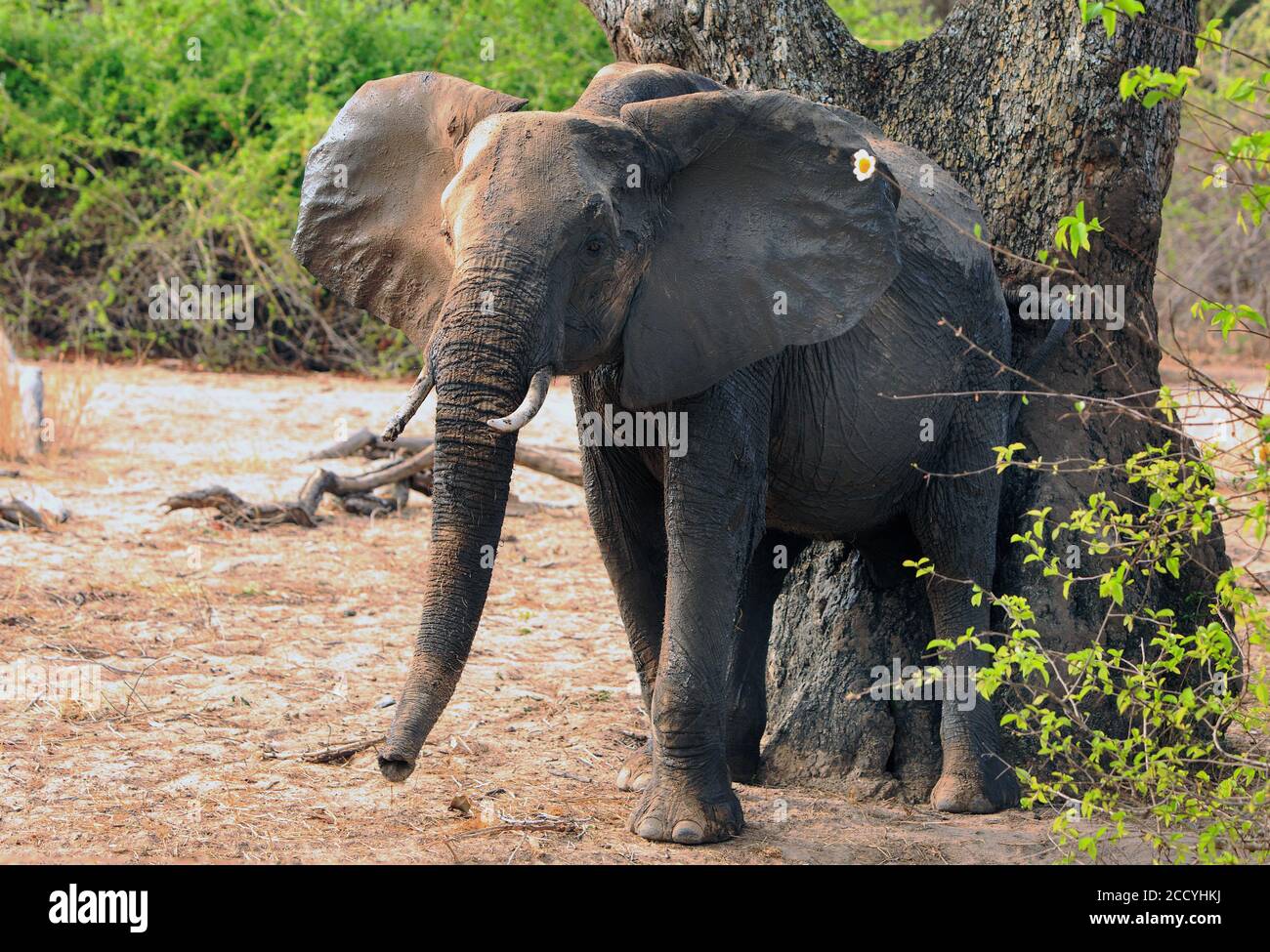 Large African Elephant rubbing it's body against a tree. The elephant ...