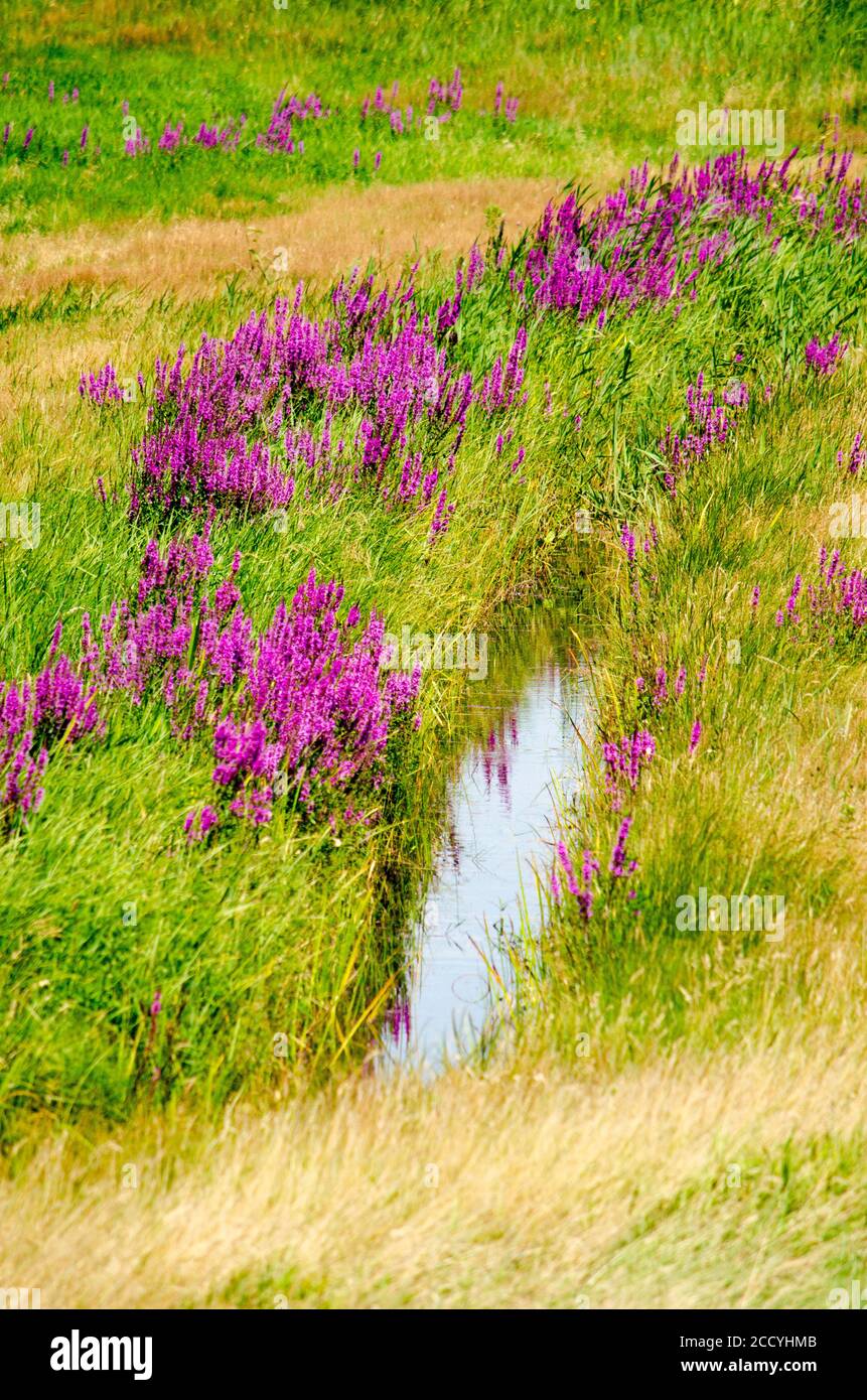 Narrow ditch in a polder in the Netherlands surrounded by tall grass ...