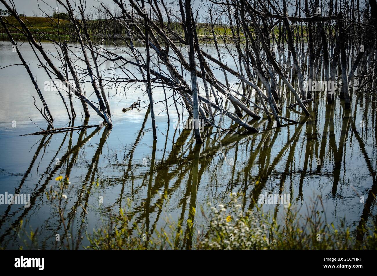 Freshwater marsh with swamps at daytime Stock Photo - Alamy