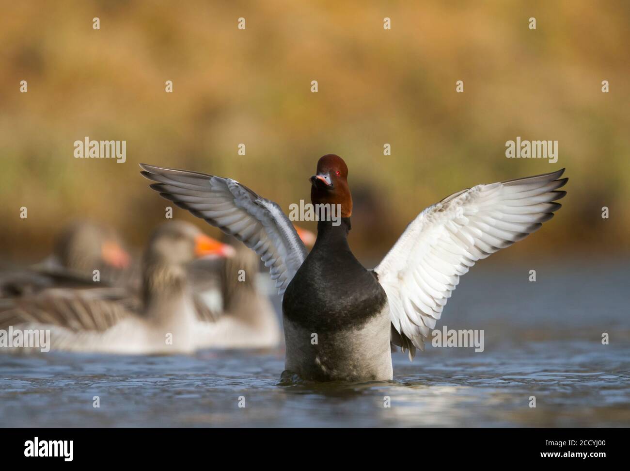 Hybrid Common Pochard x Red-crested Pochard (Aythya ferina x Netta ...