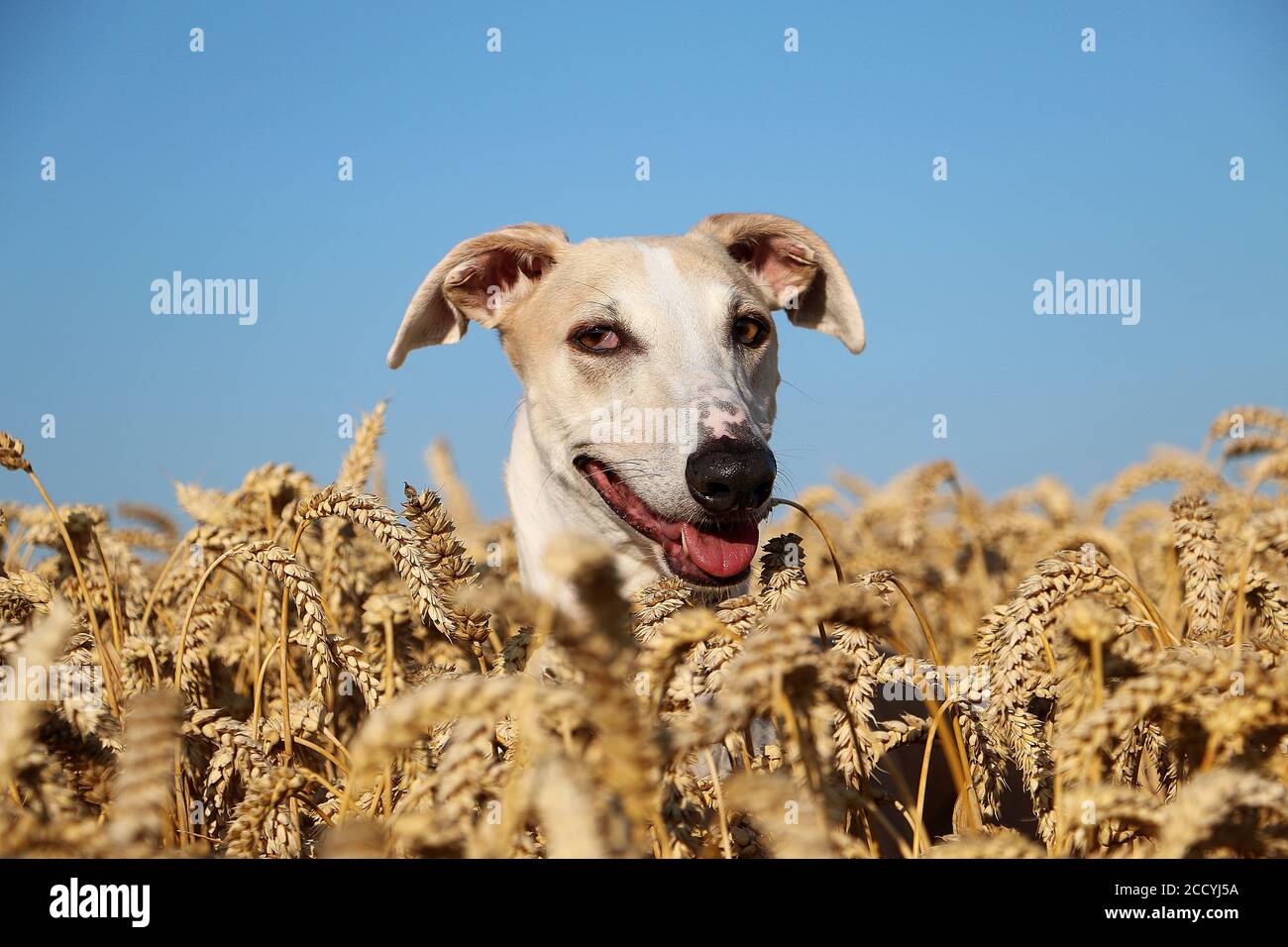 Cute galgo dog playing in a grassy field at daytime Stock Photo - Alamy