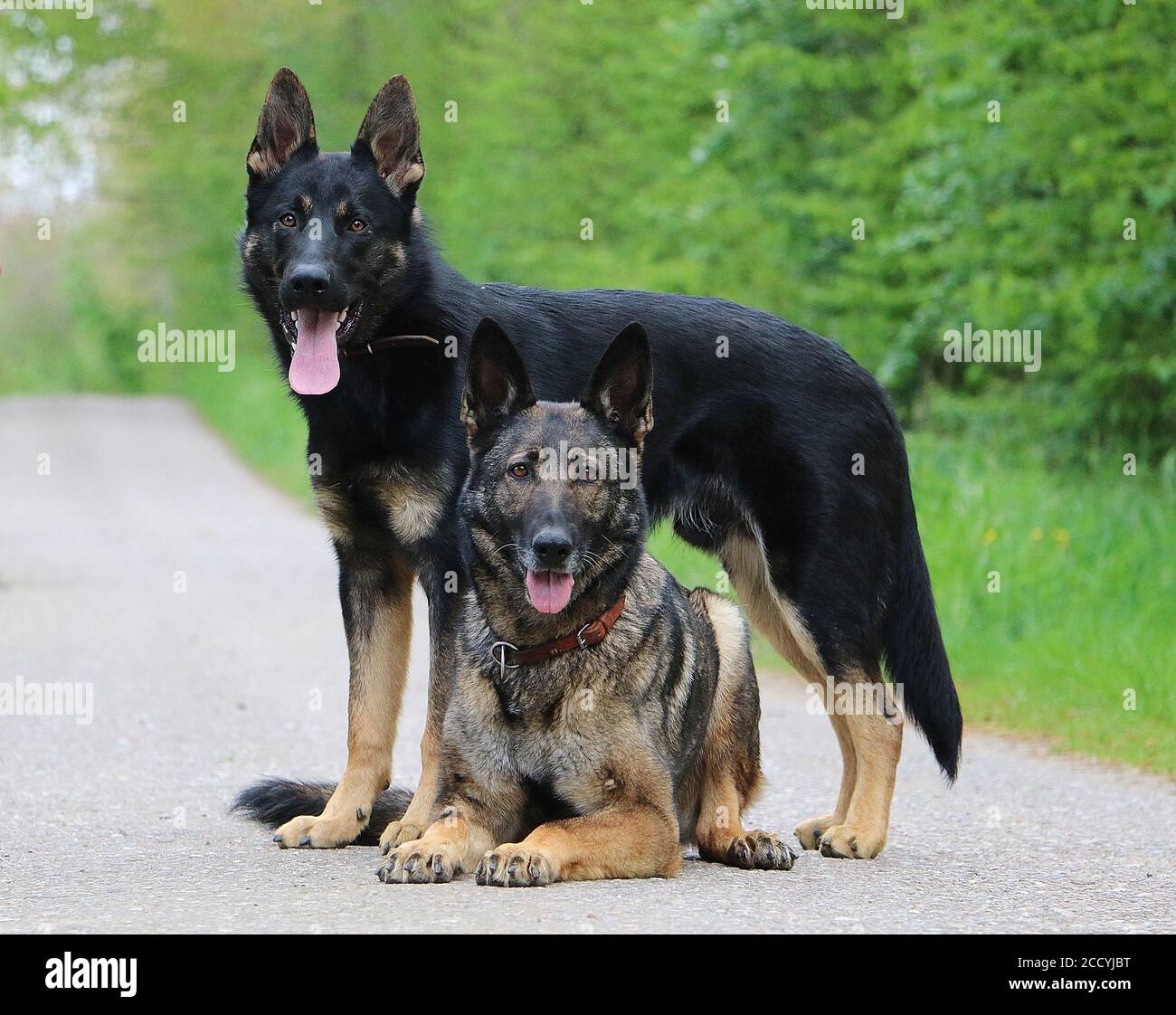 Background two shepherds hi-res stock photography and images - Alamy