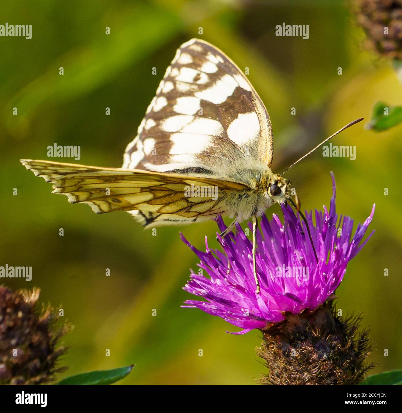 Butterfly on Flower Stock Photo - Alamy